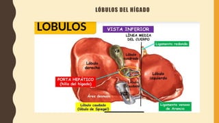 El Hígado.pptx