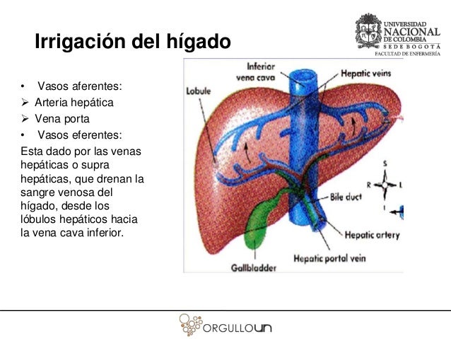 El Hígado - Morfología, Histología y Fisiología