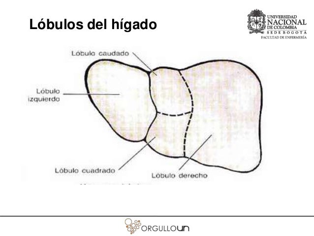 El Hígado - Morfología, Histología y Fisiología