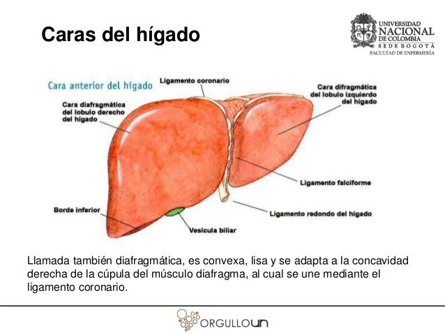 El Hígado - Morfología, Histología y Fisiología