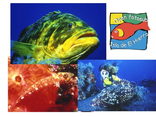 El hierro island. local economy, sustainability and mobility. pécs | PPTX