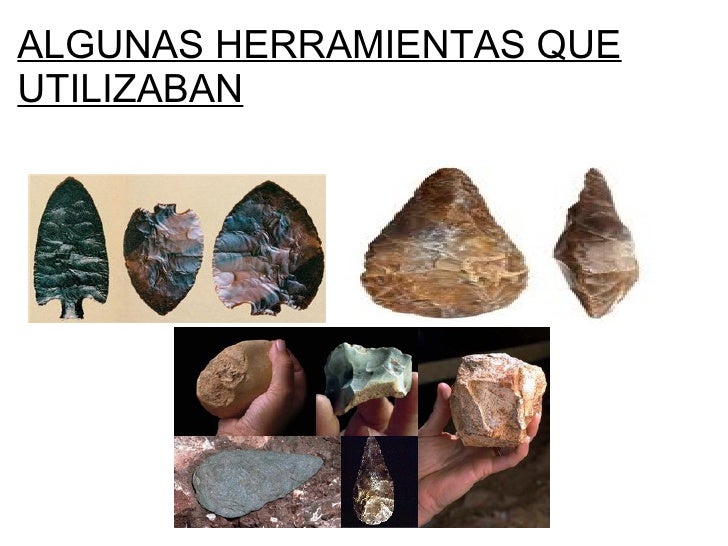 El homo habilis
