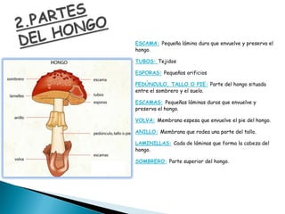 El hongo | PDF