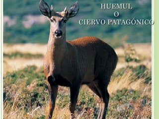 El Huemul | PPT