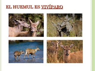 El Huemul | PPT