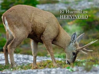 El Huemul | PPT