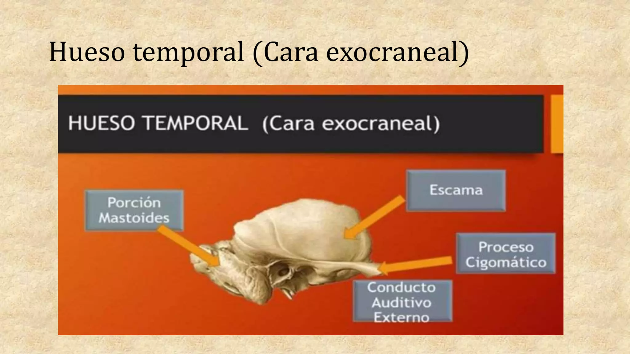 El hueso temporal.pptx
