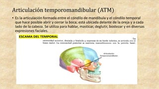 El hueso temporal.pptx