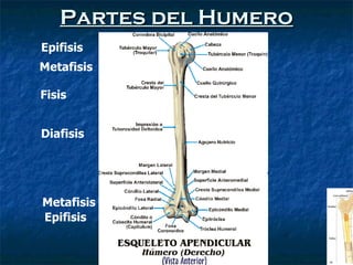 El Humero | PPT