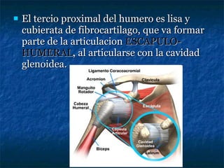 El Humero | PPT