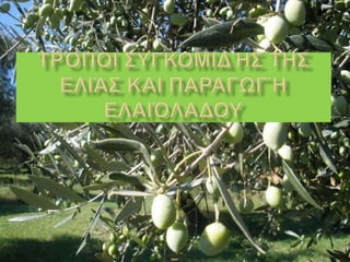 Τρόποι συγκομιδής της ελιάς και παραγωγή ελαιόλαδου | PPT