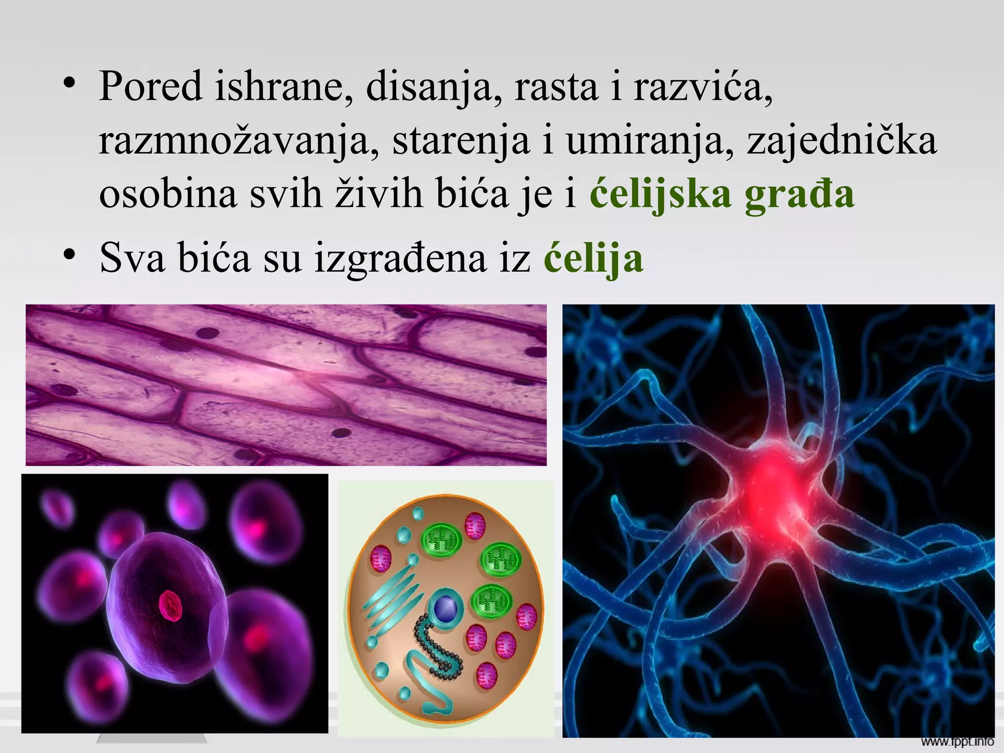 Ćelija | PPT