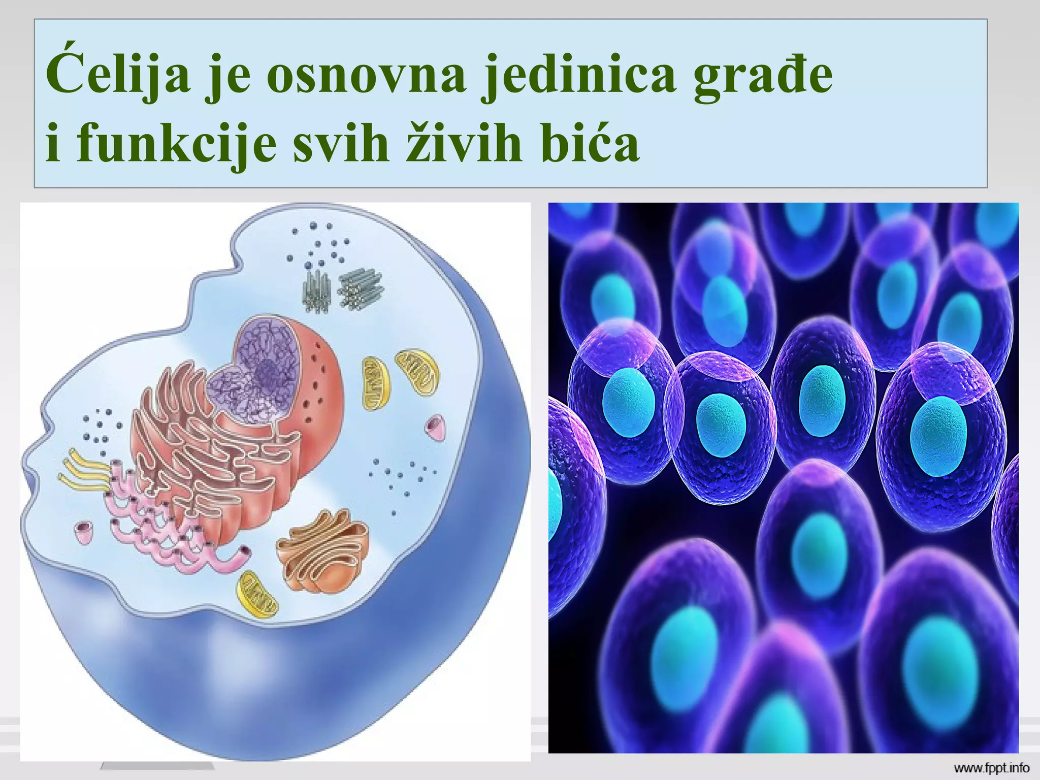 Ćelija | PPT