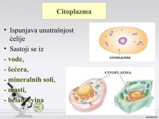 Ćelija | PPT