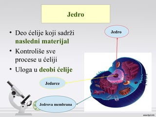 Ćelija | PPT
