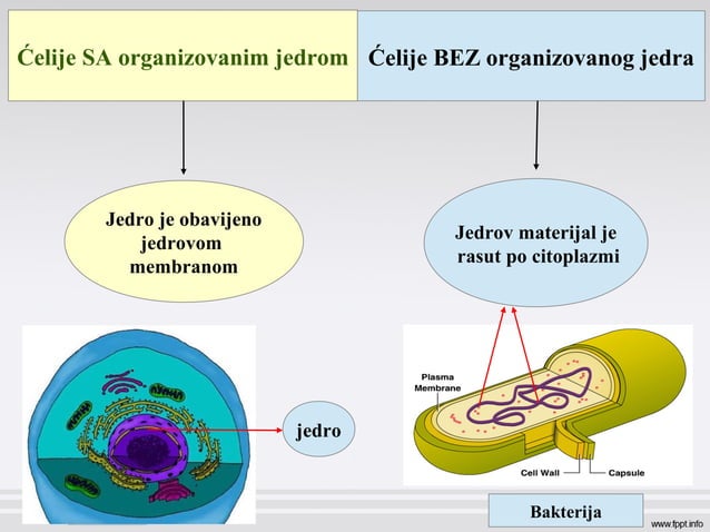 Ćelija | PPT