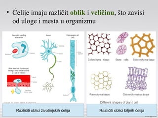 Ćelija | PPT