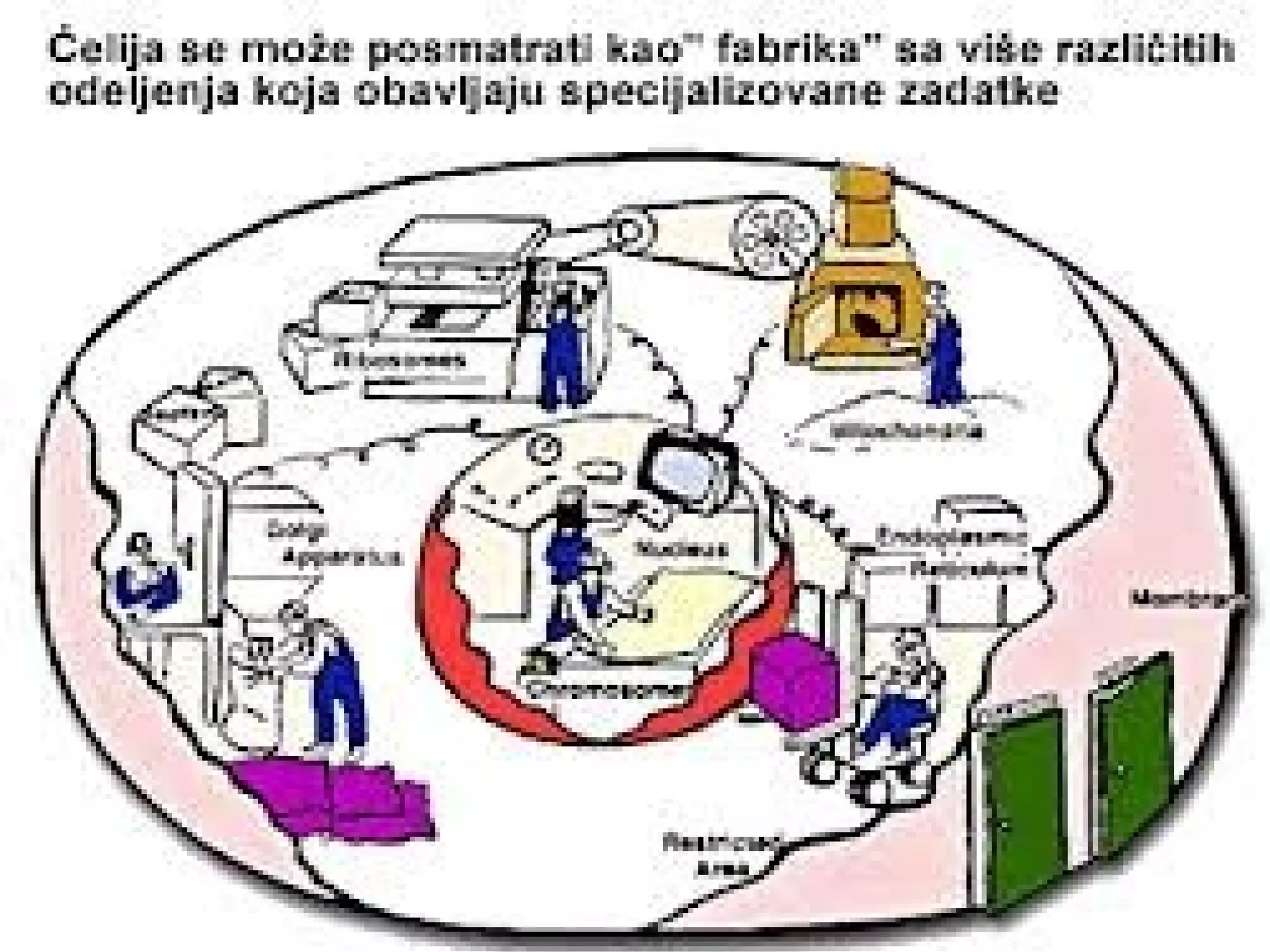 Ćelija | PPT