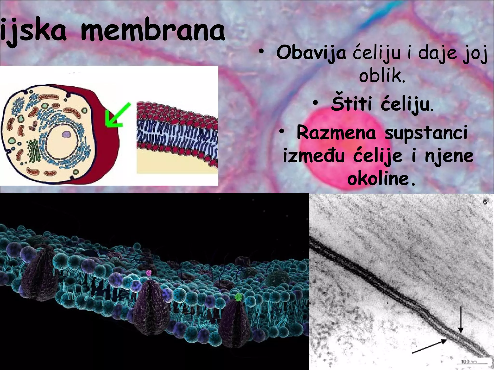Ćelija | PPT