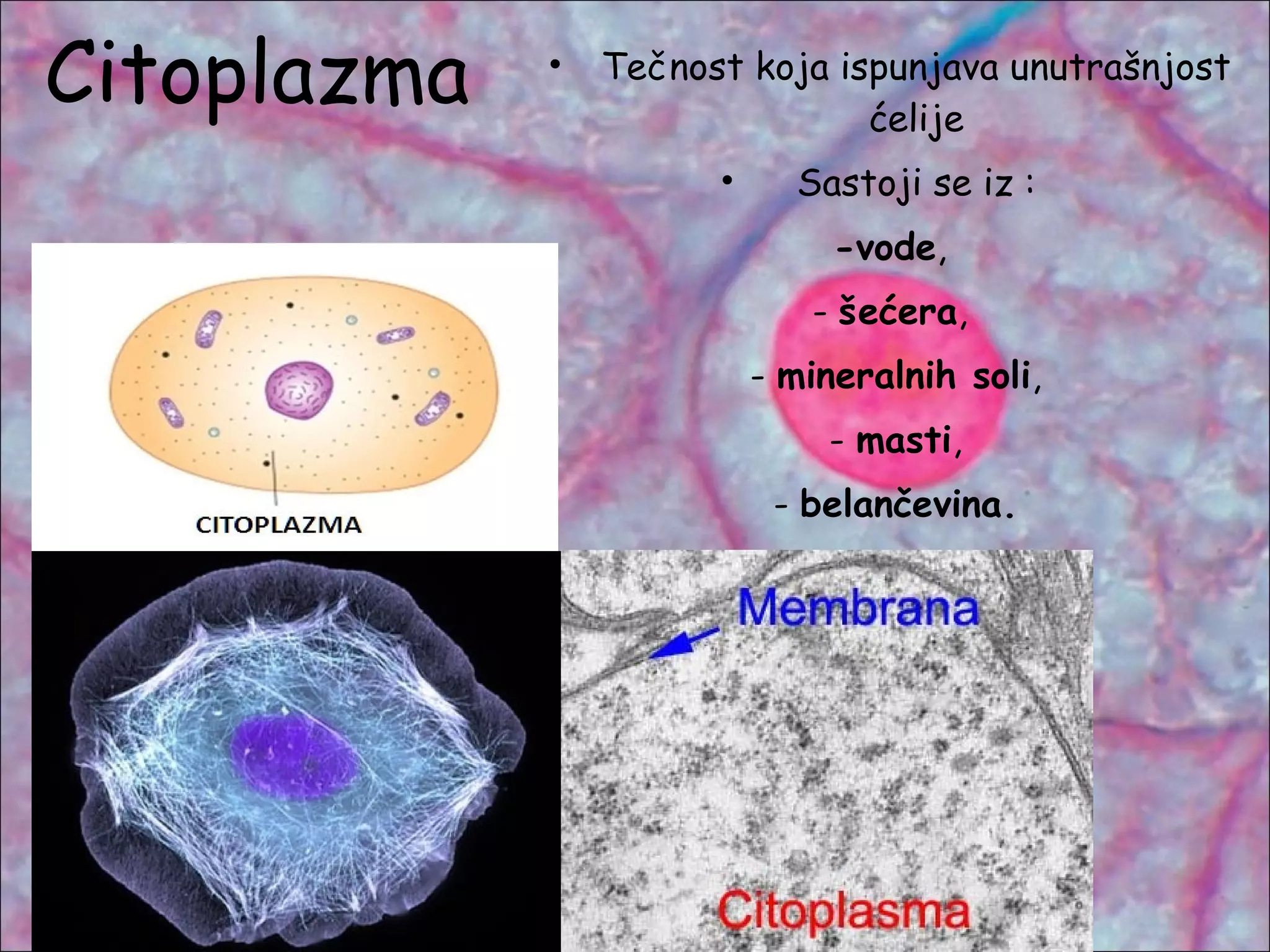 Ćelija | PPT