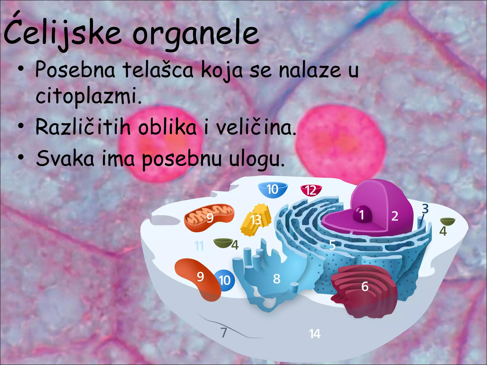 Ćelija | PPT