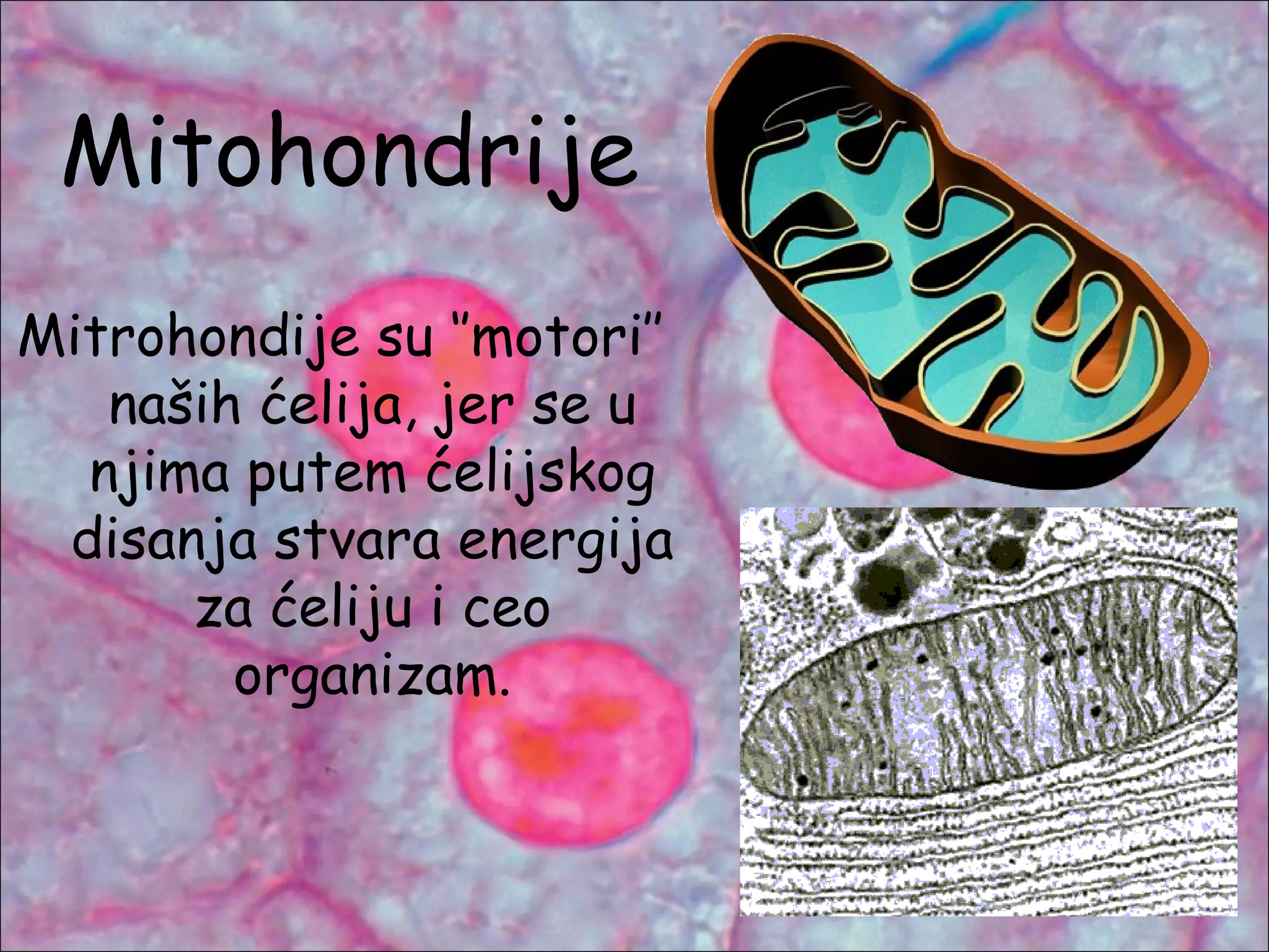 Ćelija | PPT