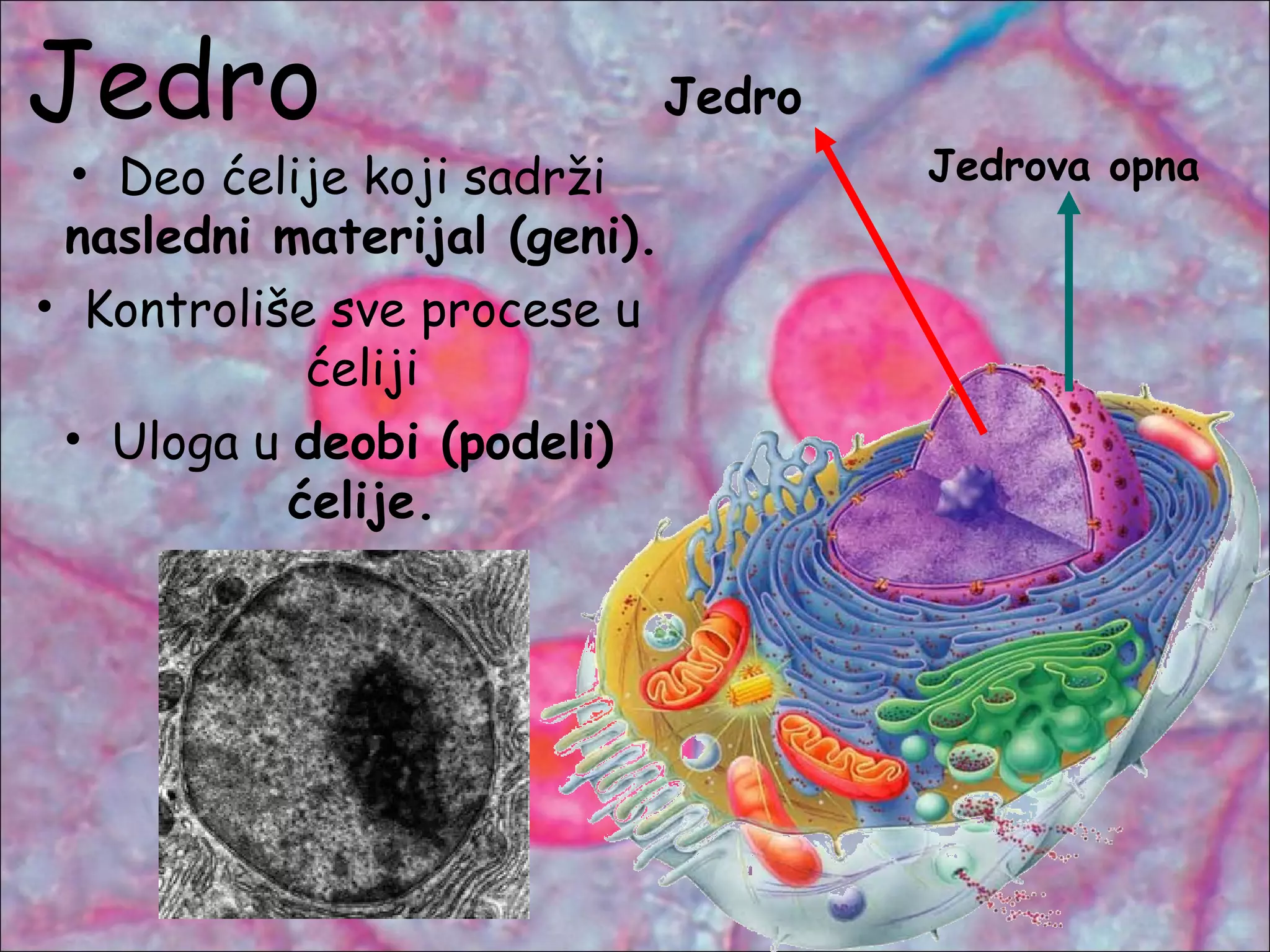 Ćelija | PPT