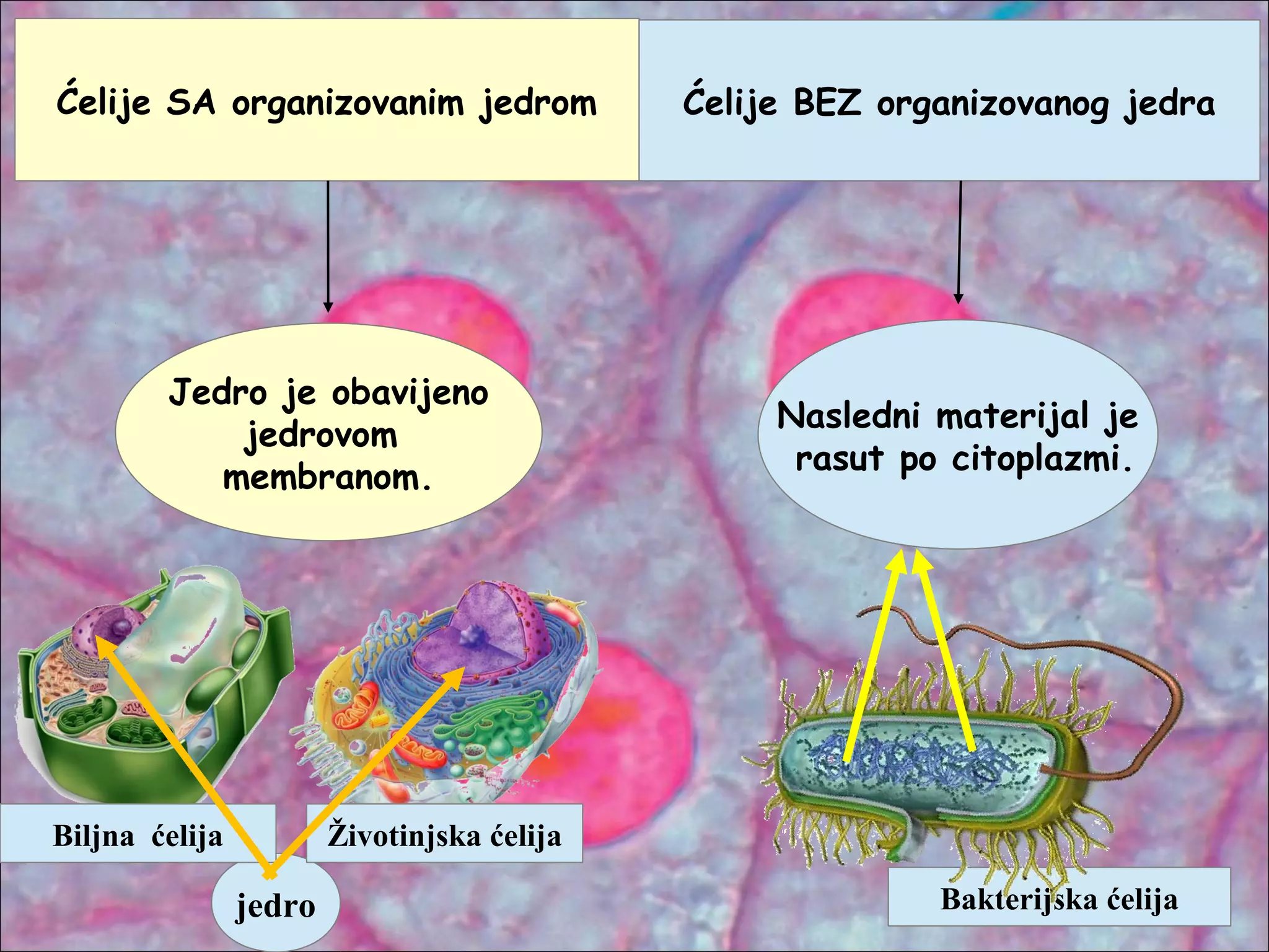 Ćelija | PPT