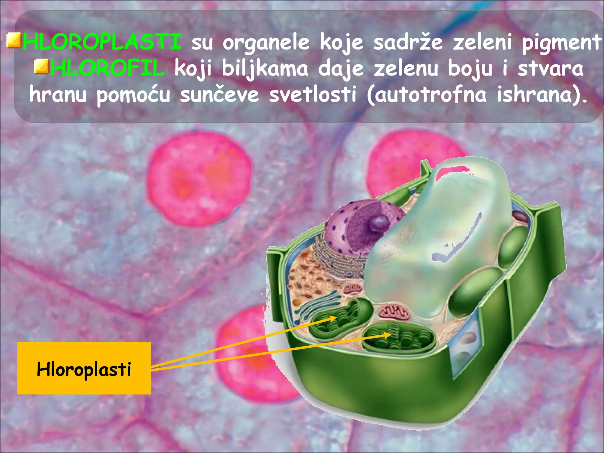 Ćelija | PPT