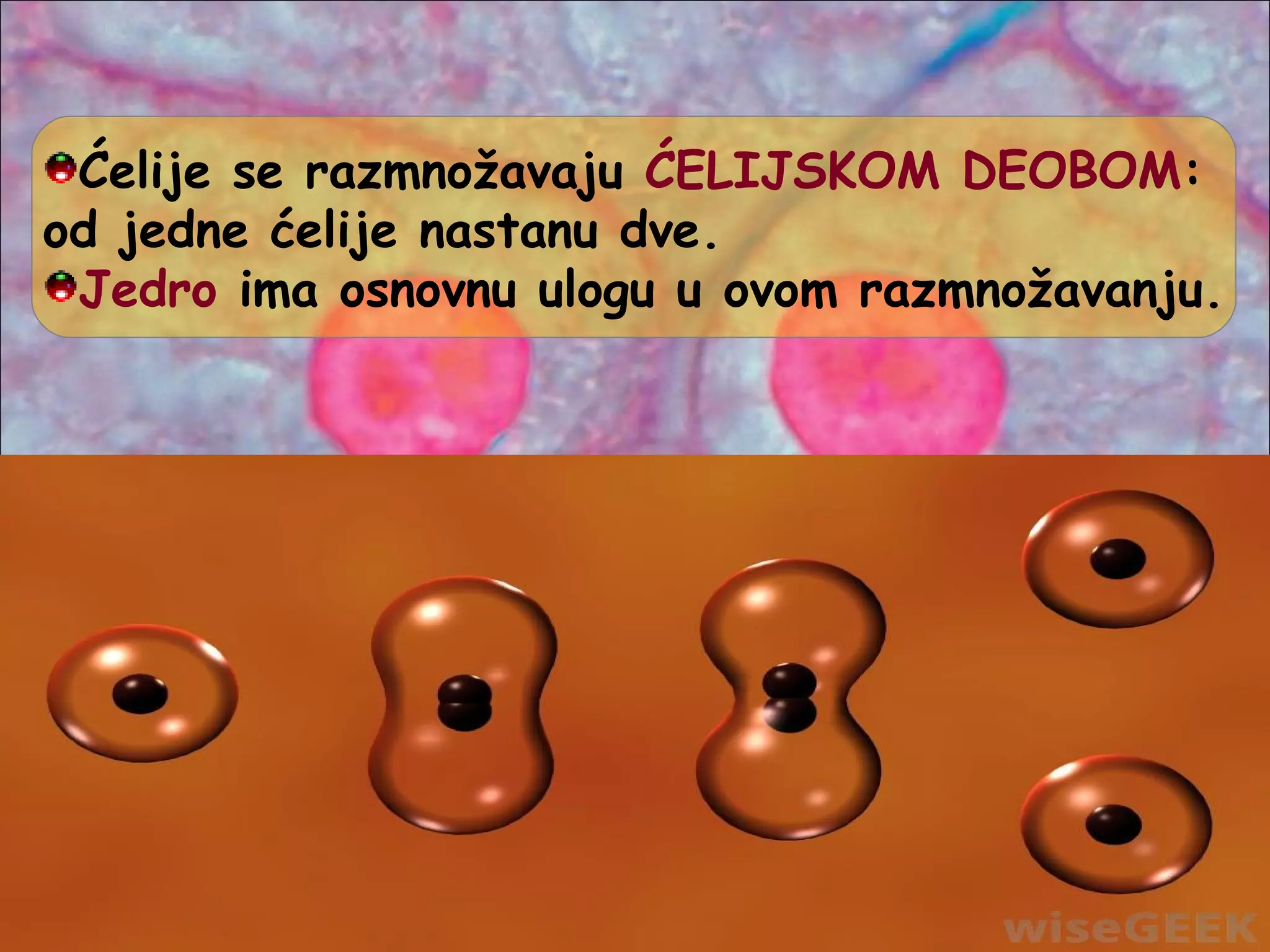 Ćelija | PPT