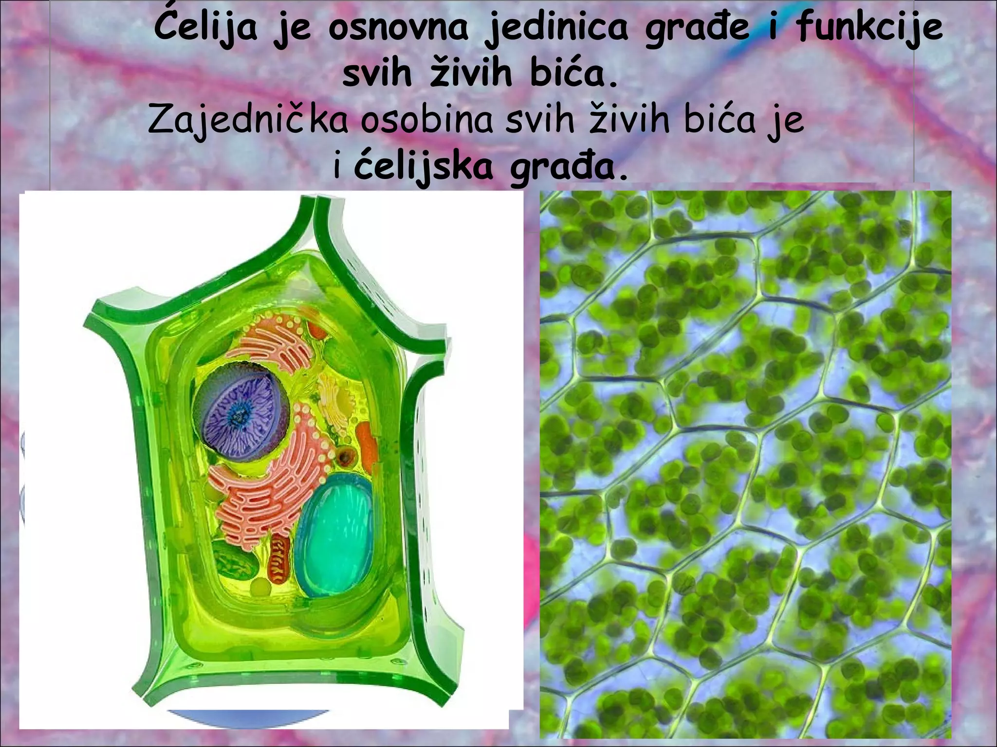 Ćelija | PPT