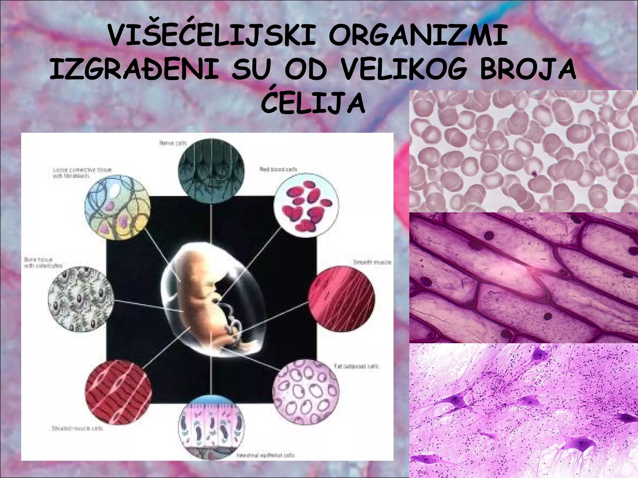 Ćelija | PPT