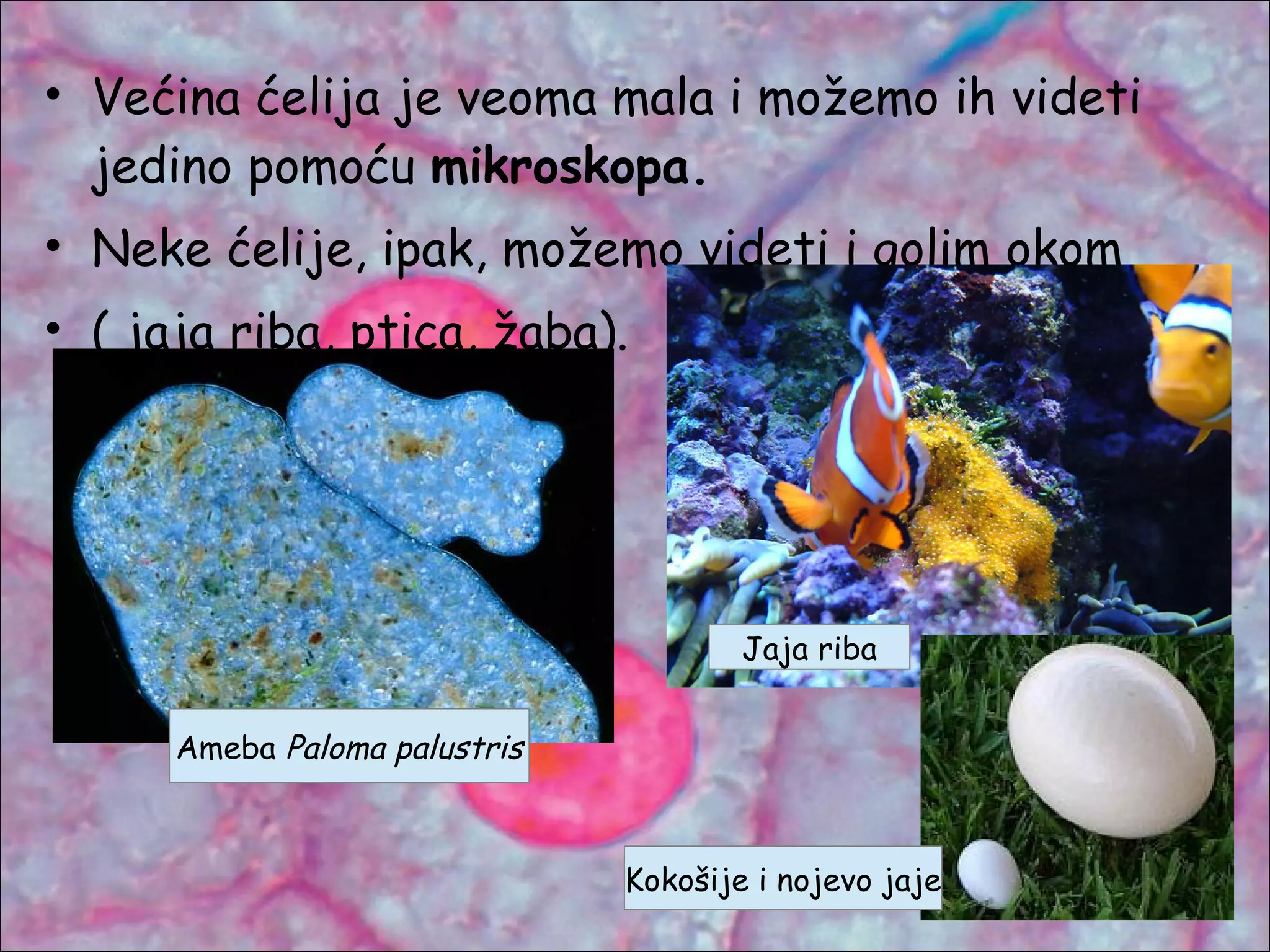 Ćelija | PPT