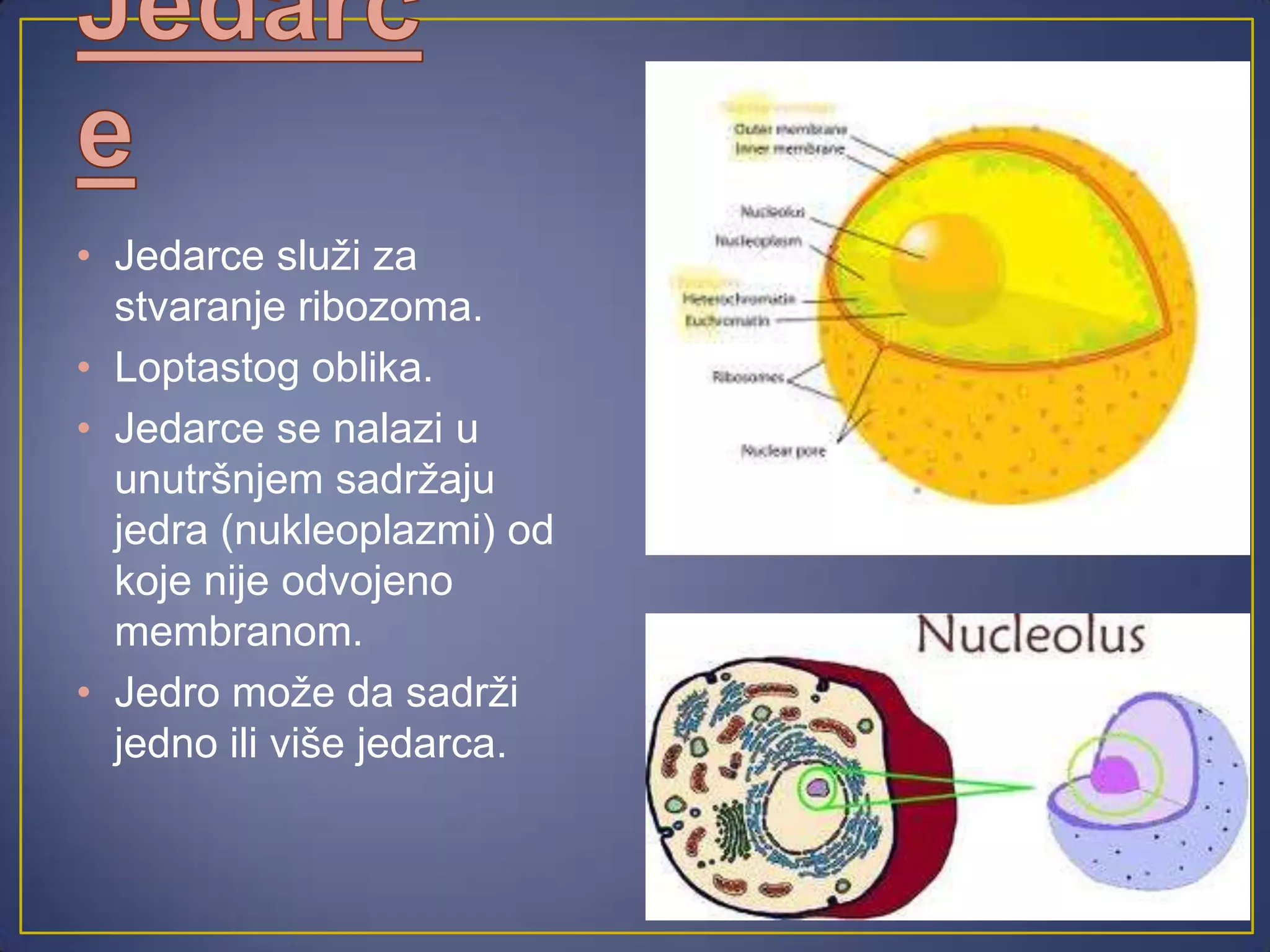 Građa ćelije - 7. razred, Dunja Ercegovčević | PPTX