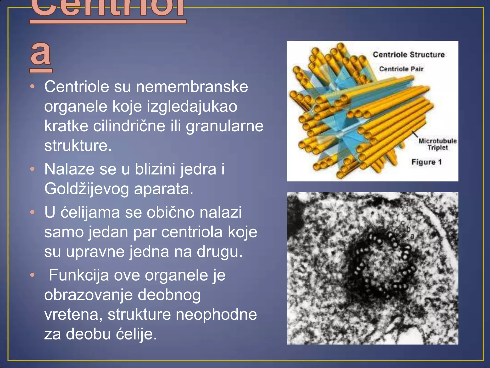 Građa ćelije - 7. razred, Dunja Ercegovčević | PPTX