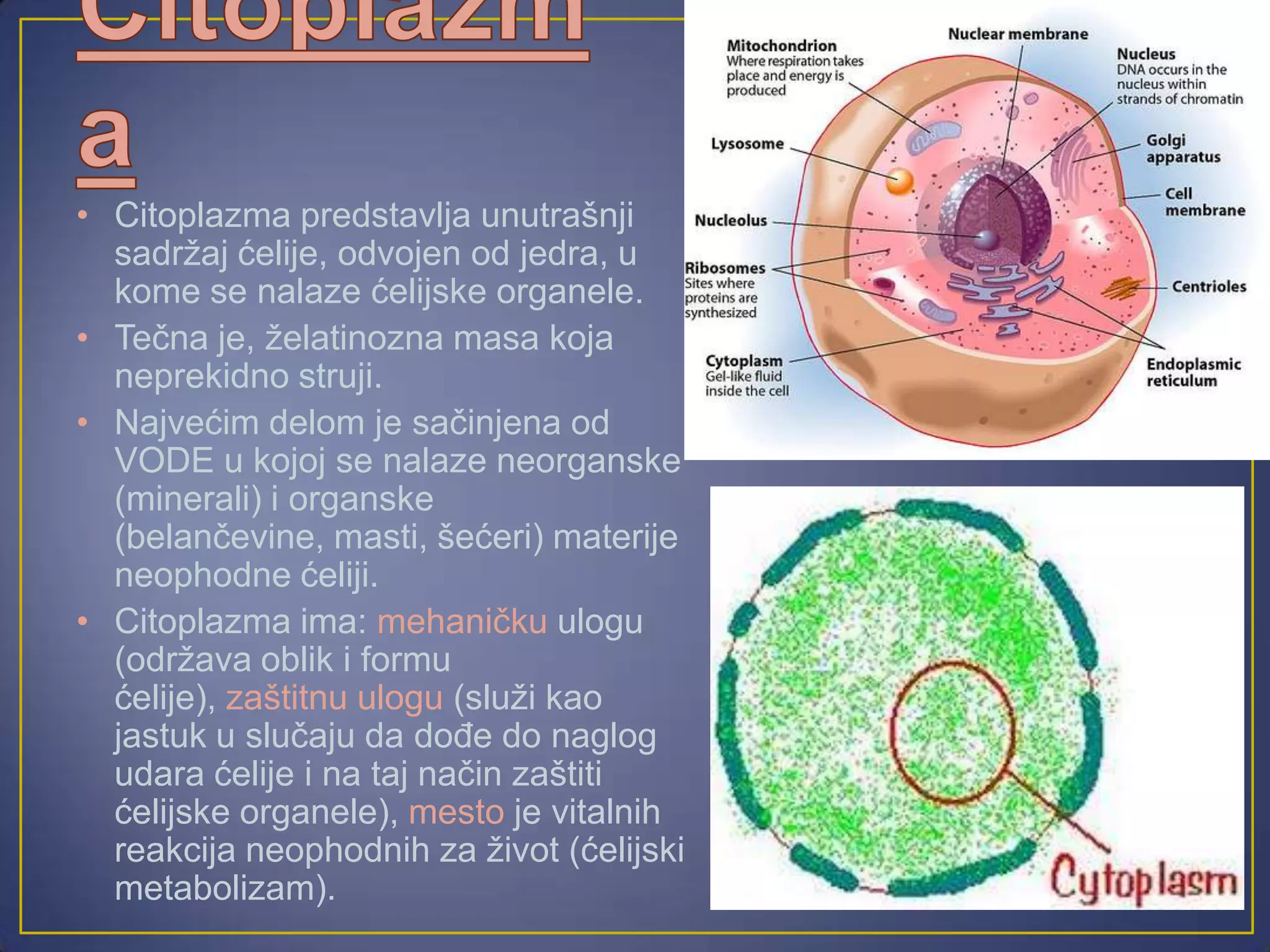 Građa ćelije - 7. razred, Dunja Ercegovčević | PPTX