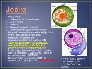 Građa ćelije - 7. razred, Dunja Ercegovčević | PPTX