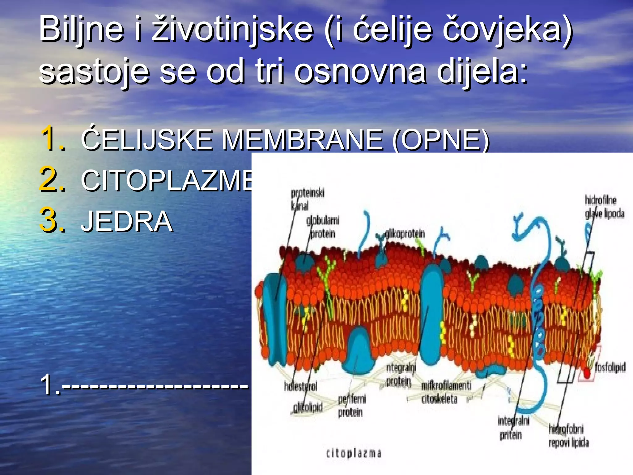 ćElija prezentacija | PPT