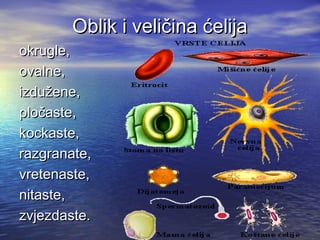 ćElija prezentacija | PPT