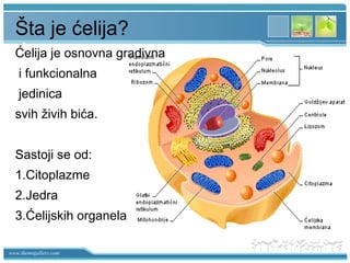 ćelija VII | PPT