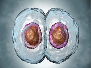 Ćelijska deoba | PPT