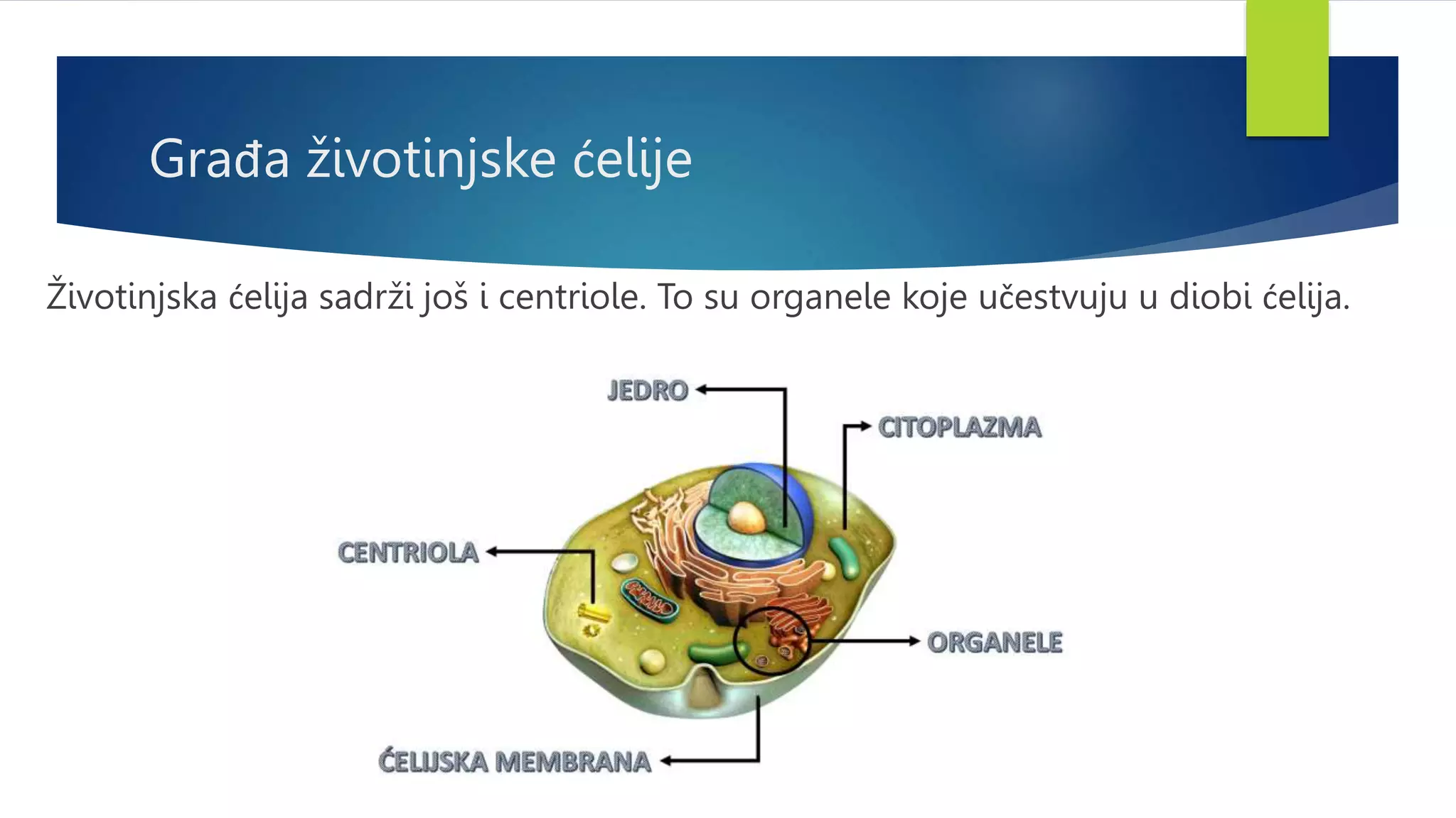 Ćelijska građa živih bića.pptx