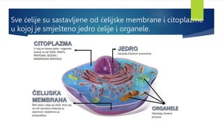 Ćelijska građa živih bića.pptx