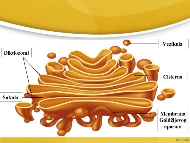 Ćelijske organele ribozomi, endoplazmatična mreža, Goldžijev aparat