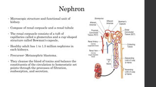 ELIMIMATION OF DRUGS [YOGESH YADAV].pptx