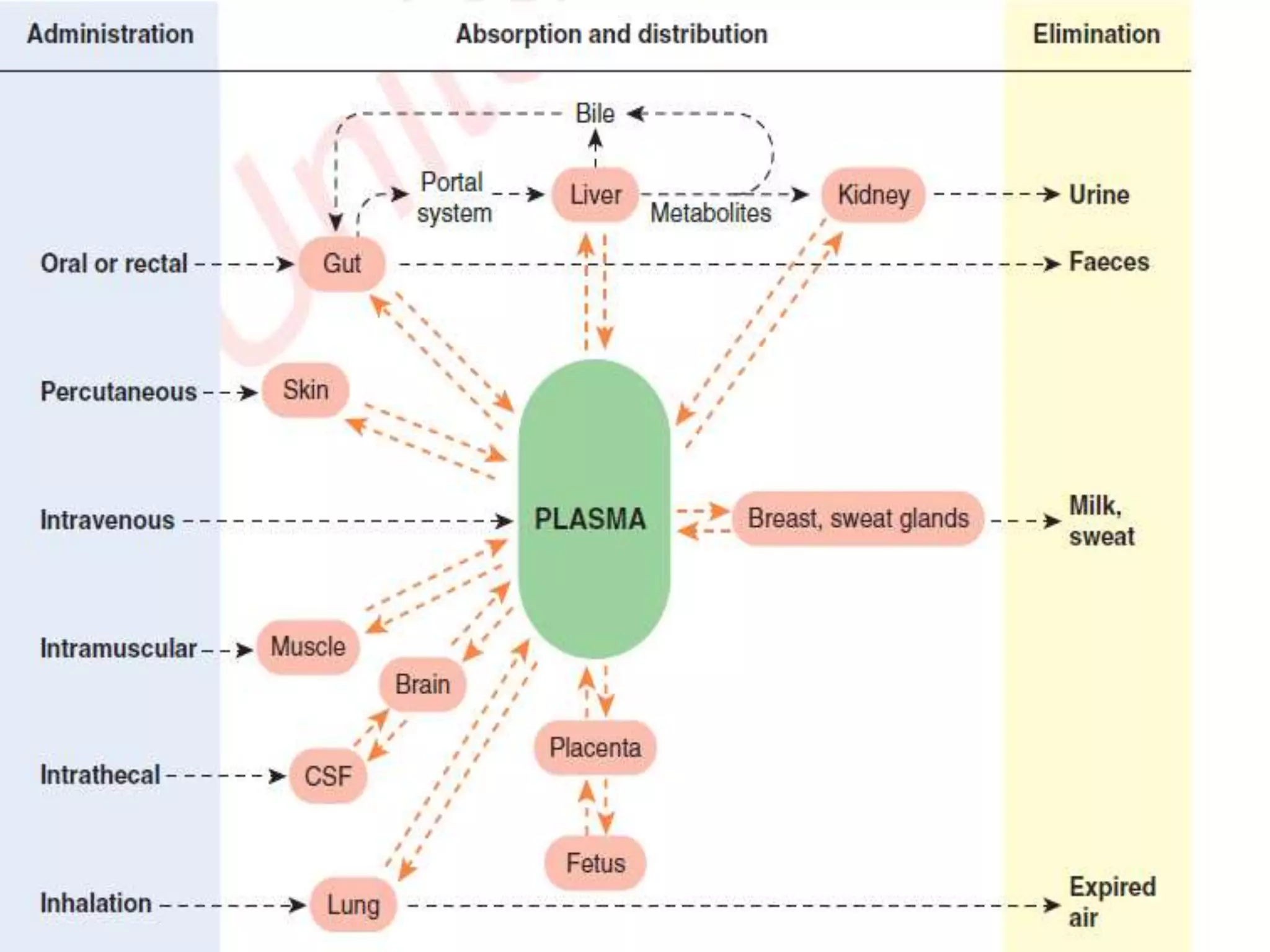 Elimination kinetics | PPTX