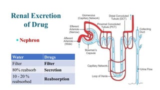 Elimination of drug Biopharmaceutics M.Pharm.pptx