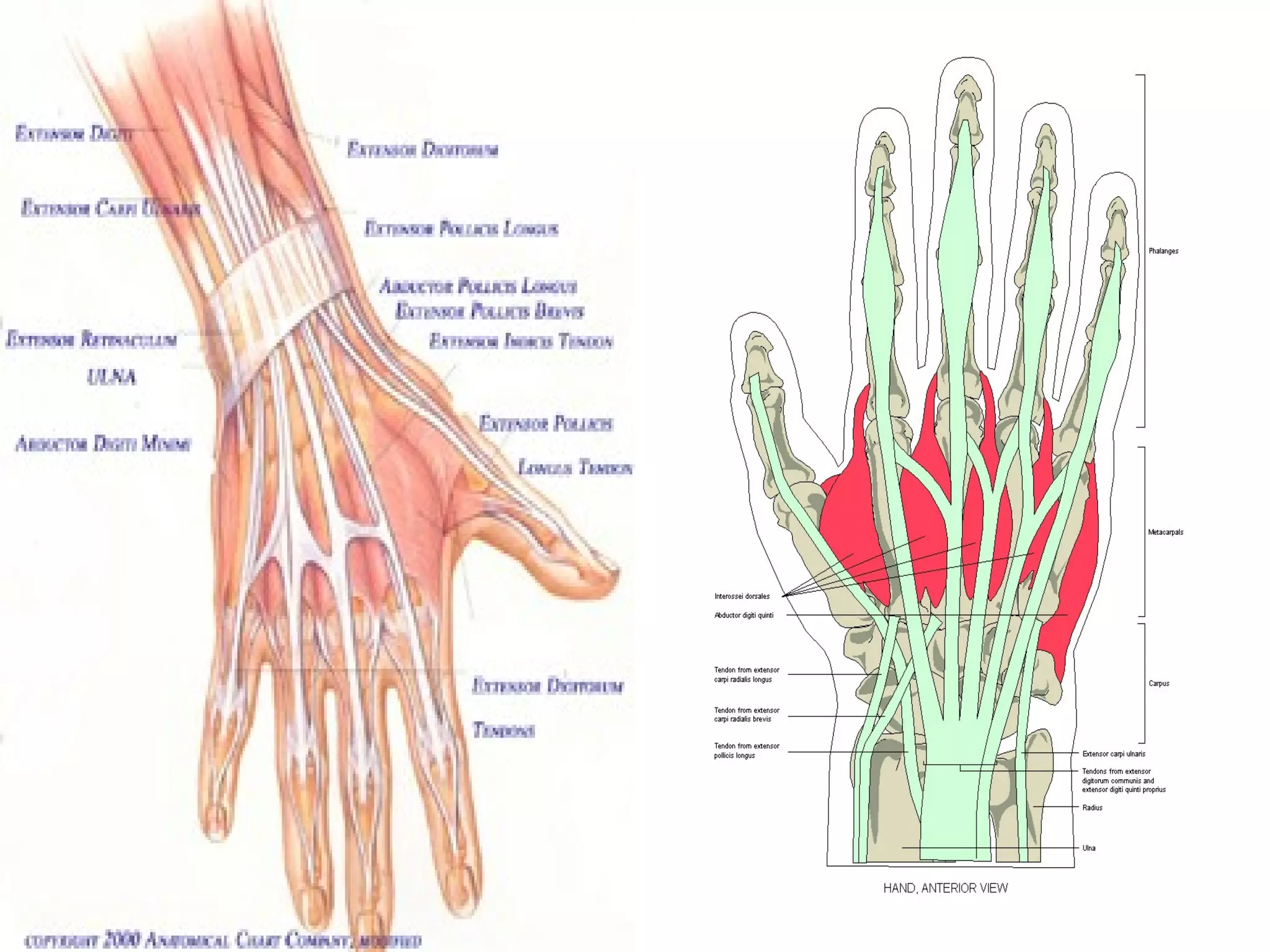 Elin fonksiyonel anatomisi (fazlası için www.tipfakultesi.org ) | PPT
