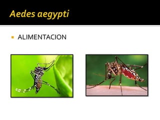 SUSCEPTIBLIDAD DE Aedes aegypti AL LARVICIDA TEMEPHOS (ABATE® ), LA ...