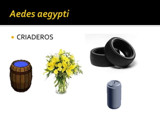 SUSCEPTIBLIDAD DE Aedes aegypti AL LARVICIDA TEMEPHOS (ABATE® ), LA ...
